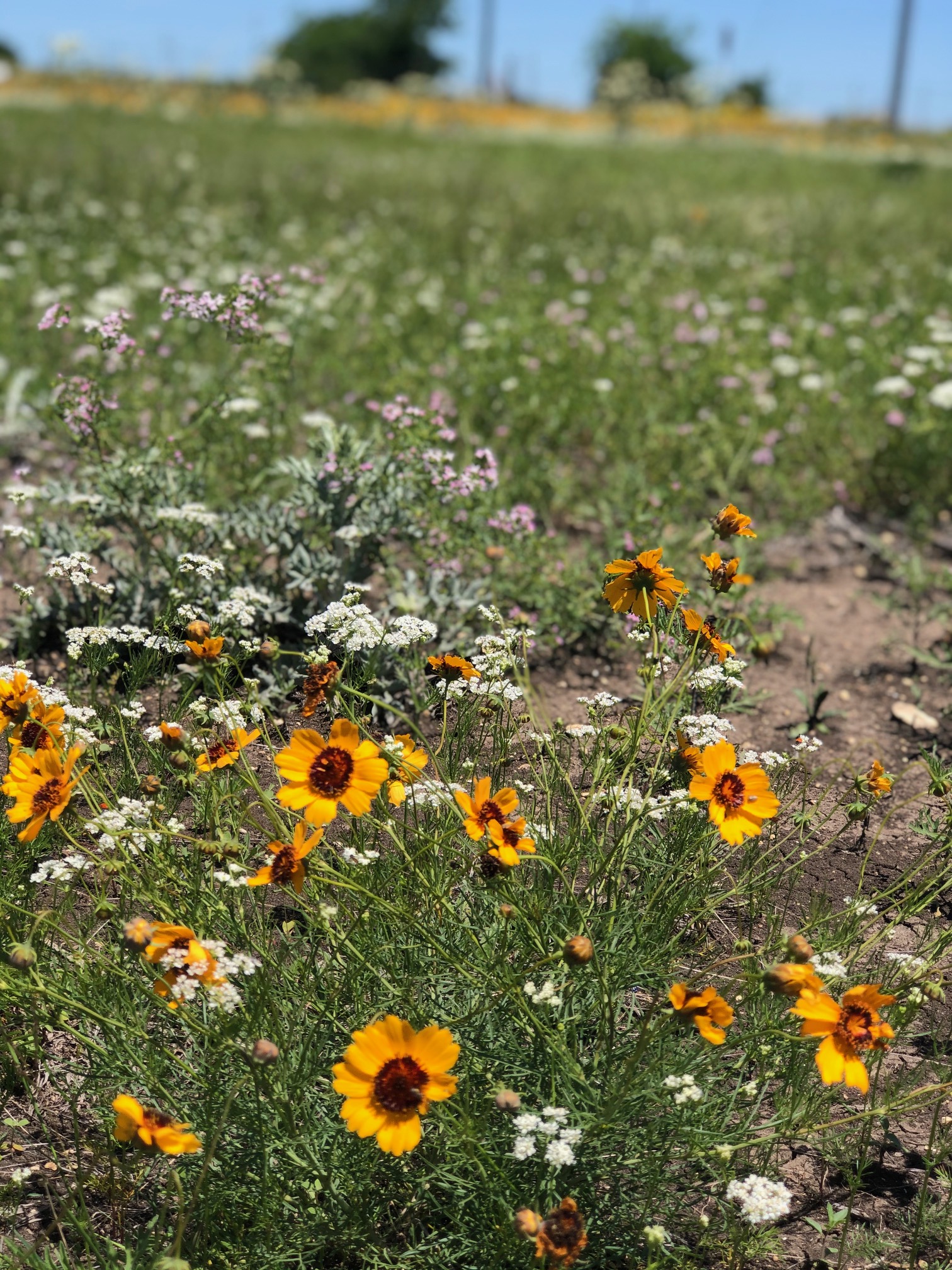 Singleton Cemetery – Singleton Family Cemetery inc